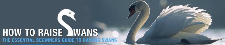 How to Raise Swans - Tips on Raising Swans Like a Pro